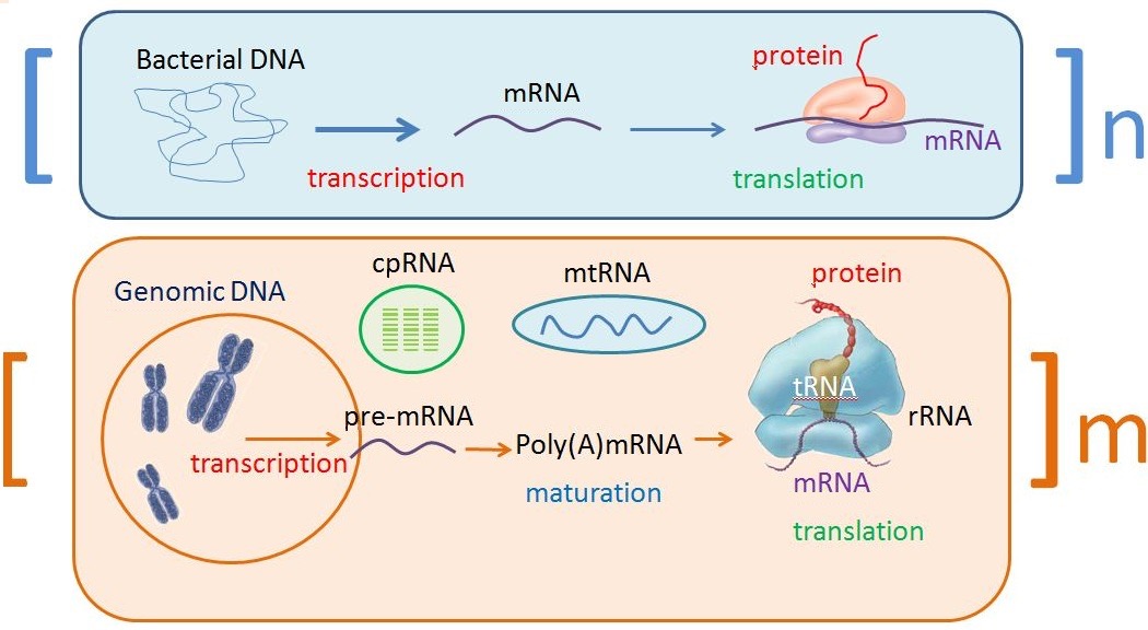 Analyse du Transcriptome | ProfileXpert